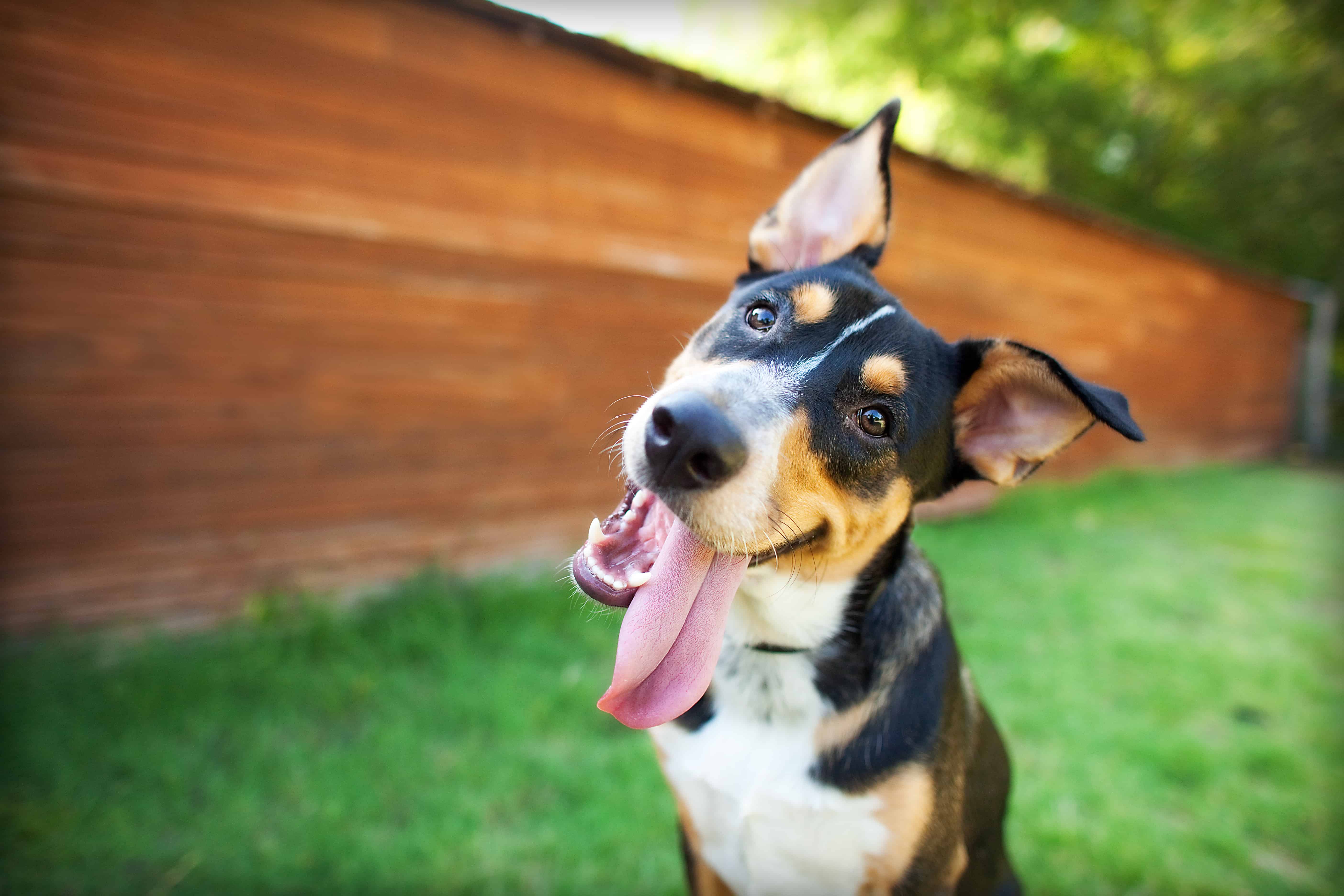 the-benefits-of-potty-on-command-dog-training-now