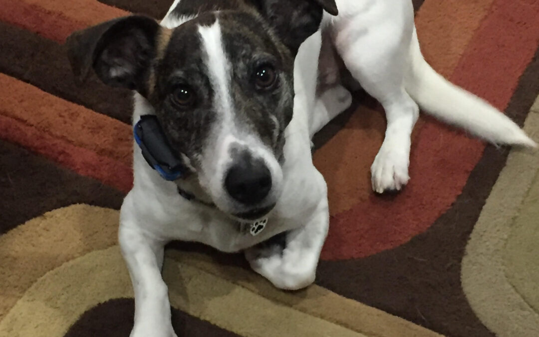 Client of the Month: Bobo | Dog Training Now