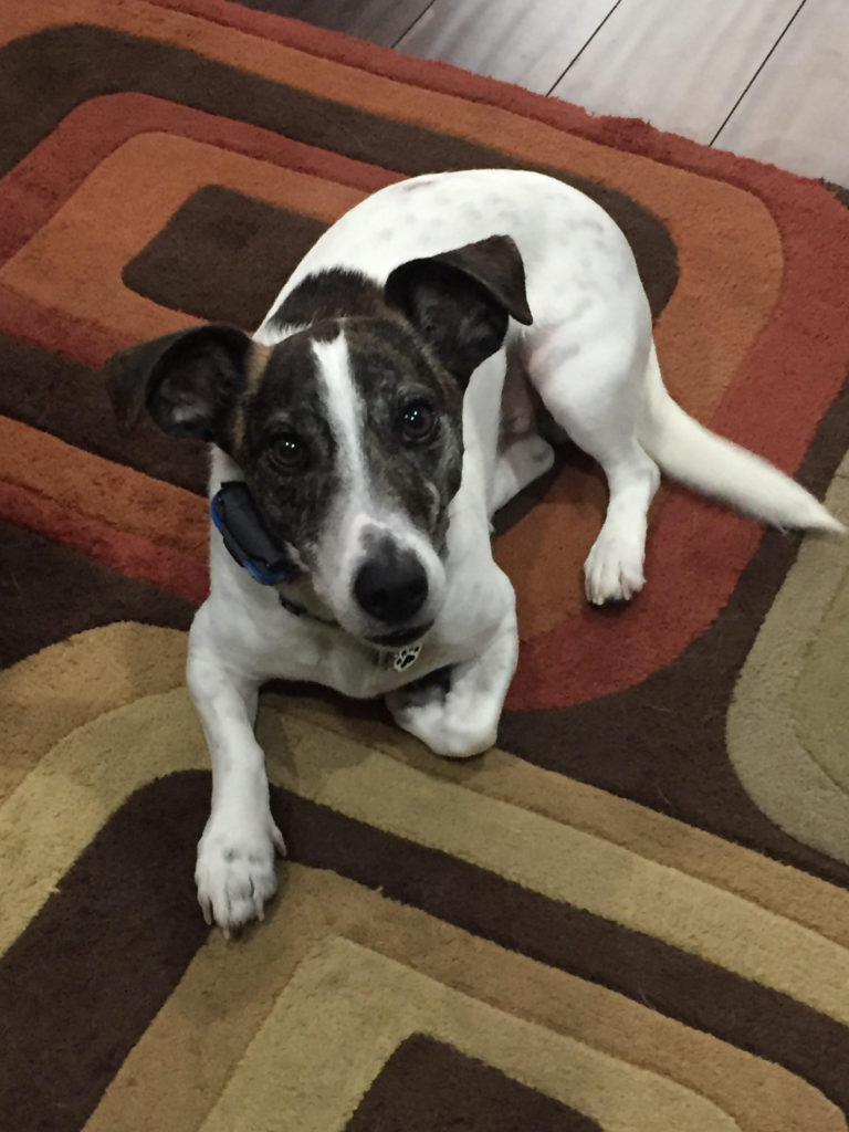 Client of the Month: Bobo | Dog Training Now