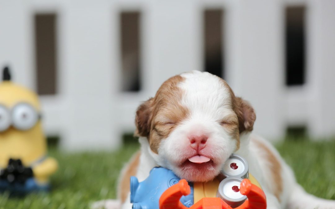 Unique Dog Names Dog Training Now Unique Dog Names Dog Training Now