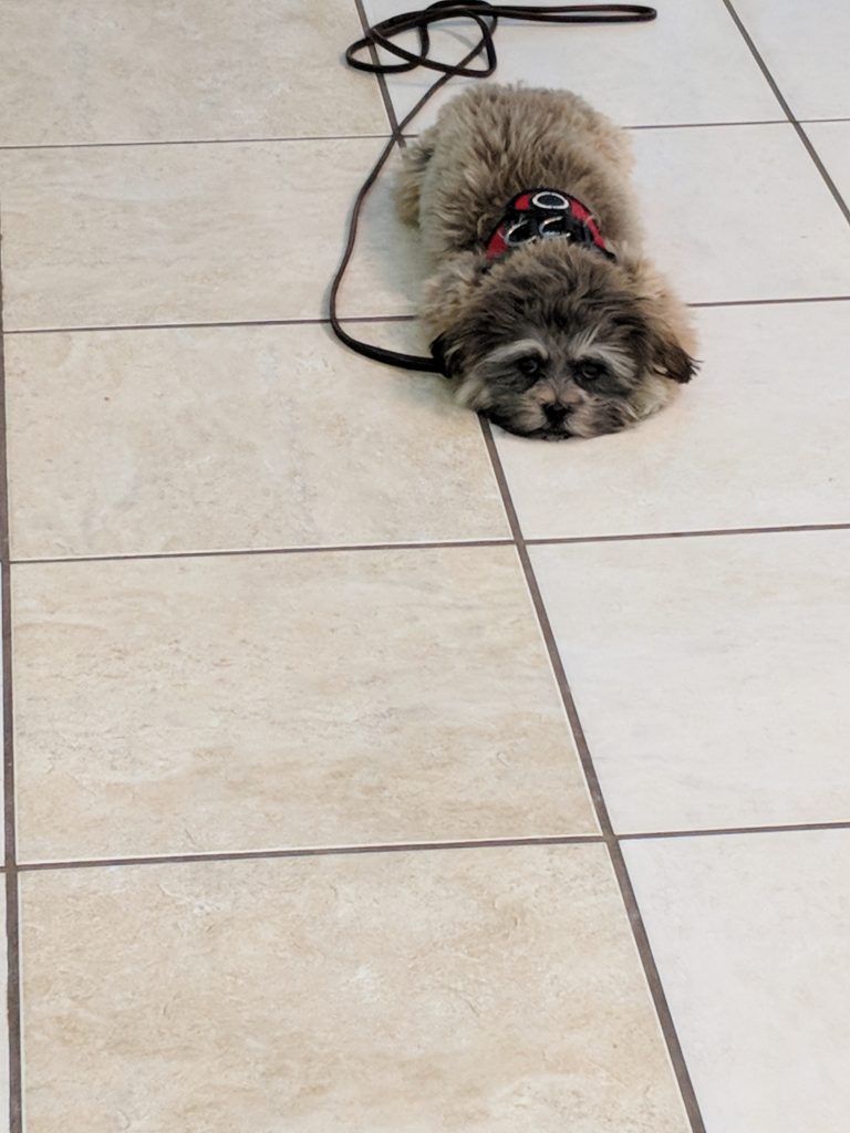 Client of the Month: Ari | Dog Training Now