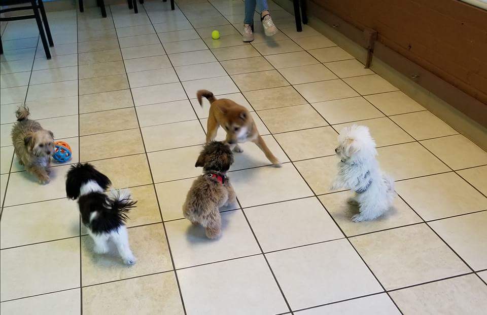 Client of the Month: Ari | Dog Training Now