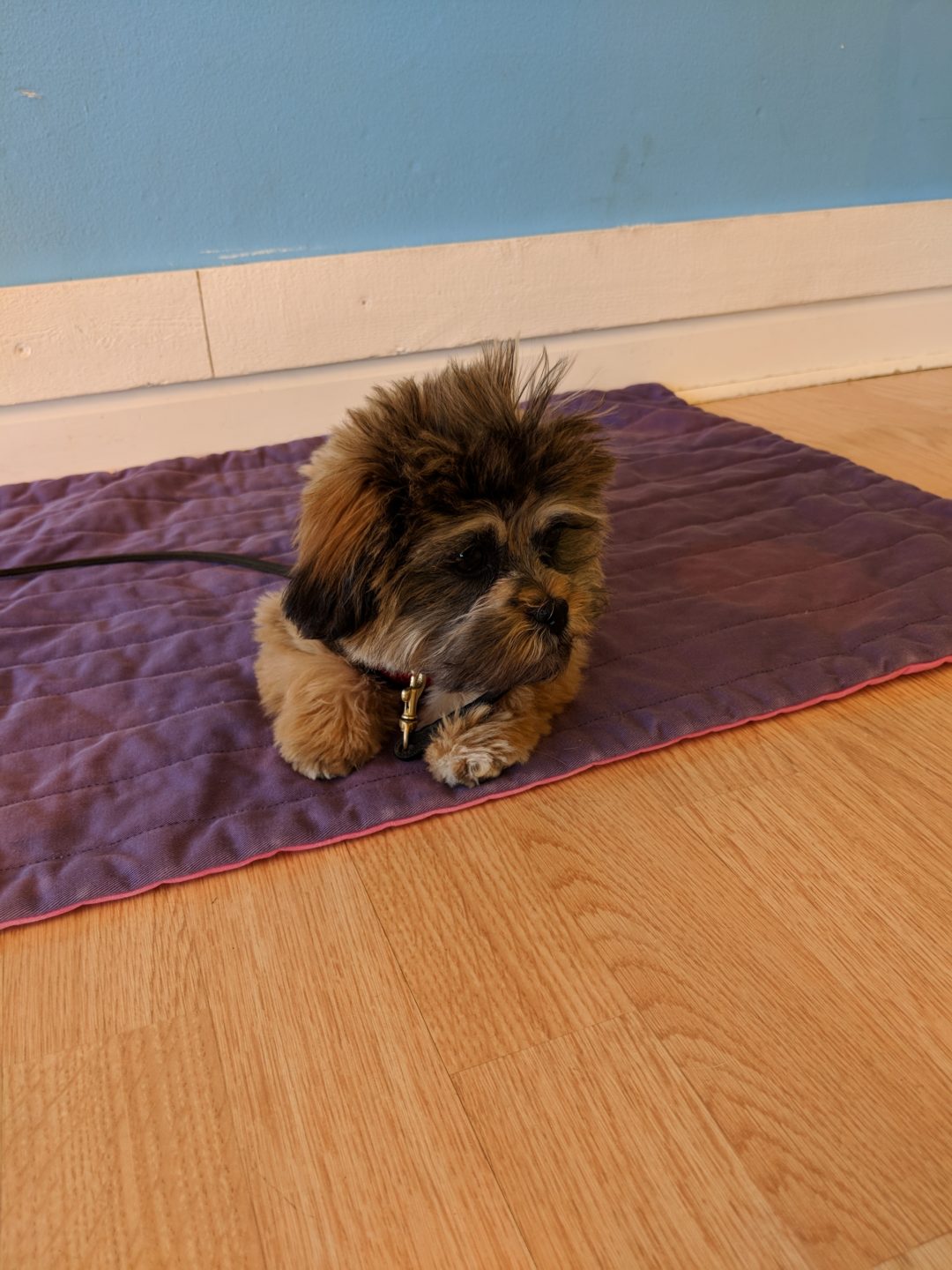 Client of the Month: Ari | Dog Training Now