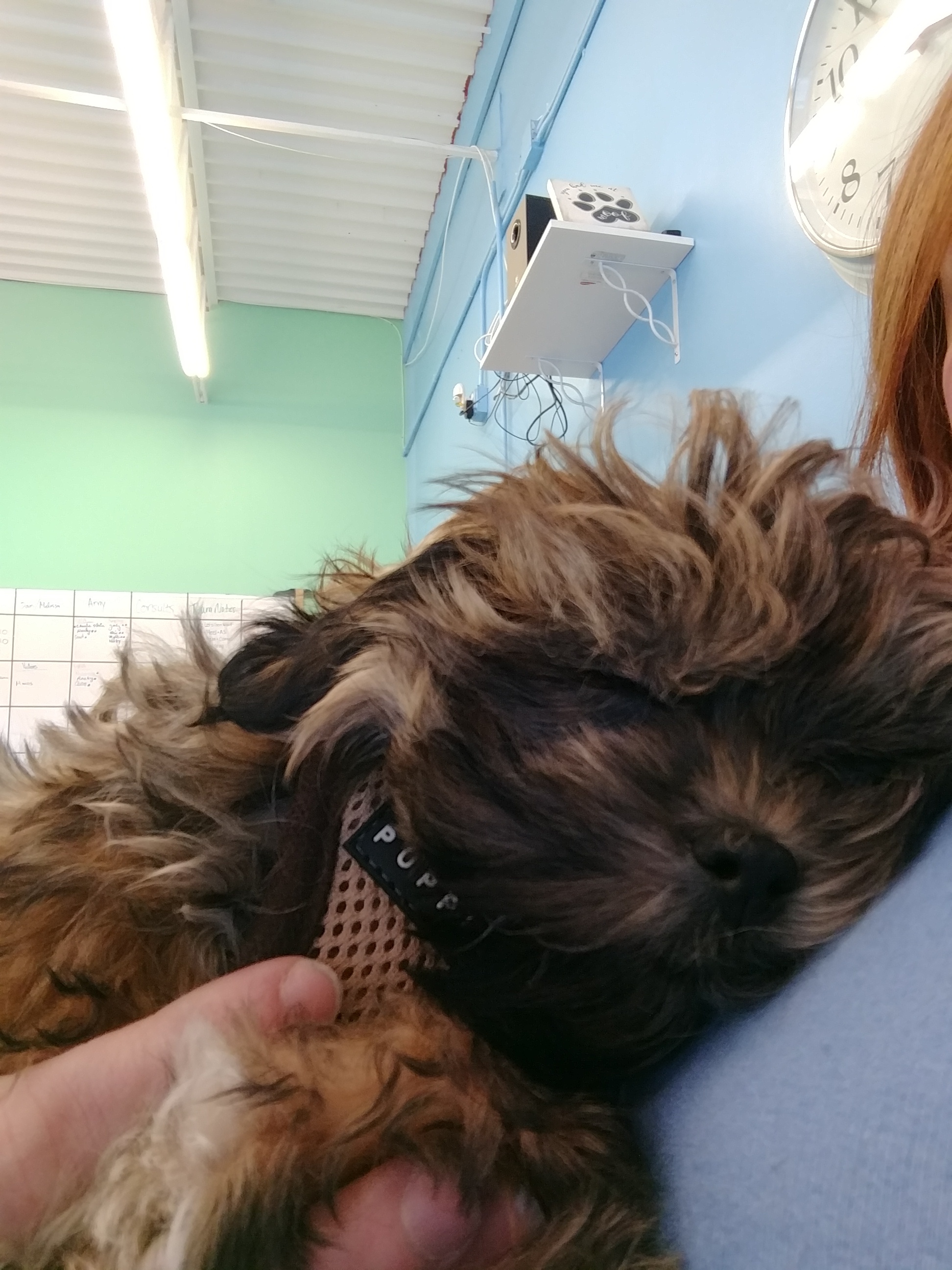 Client of the Month: Ari | Dog Training Now