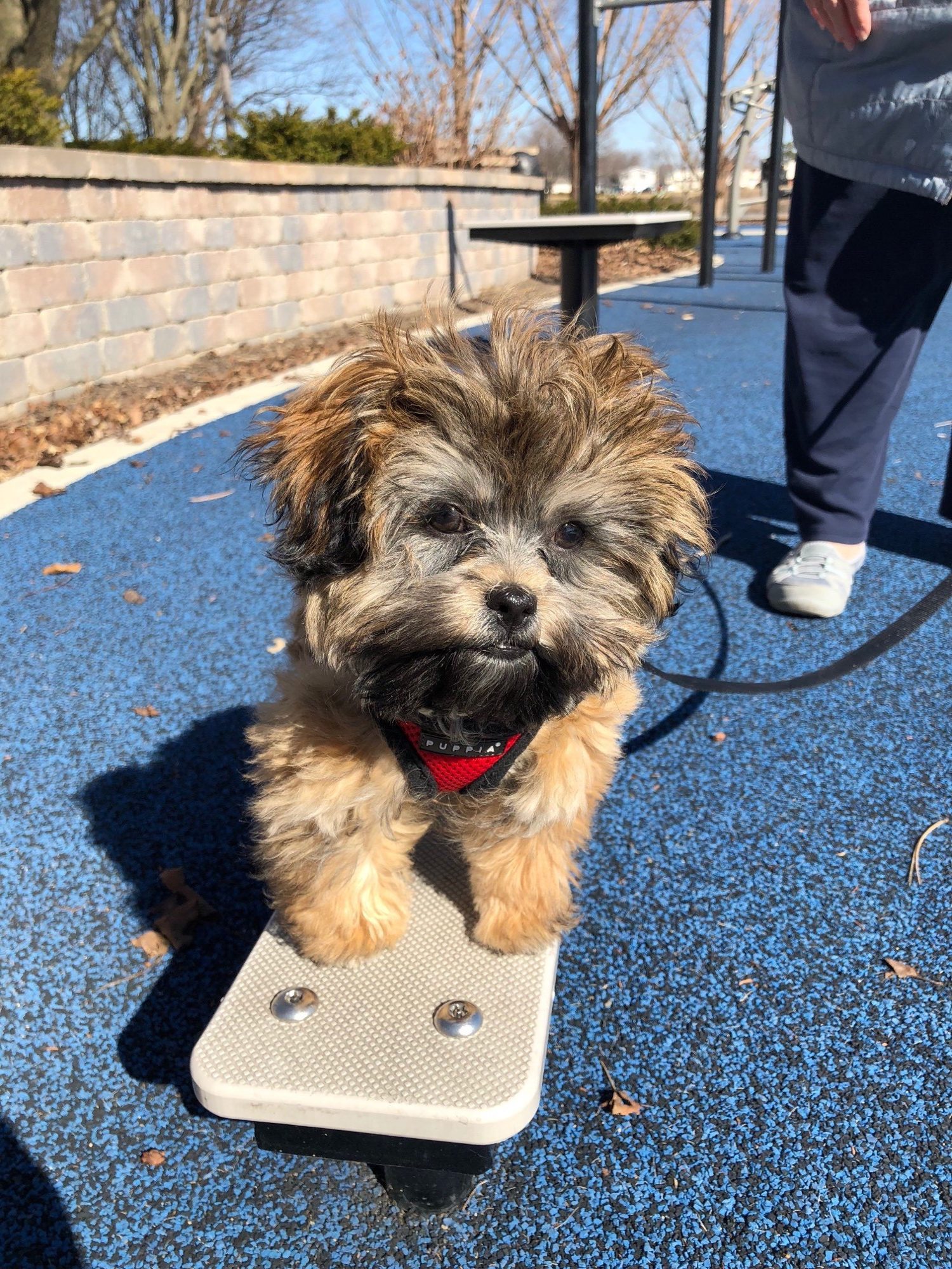 Client of the Month: Ari | Dog Training Now