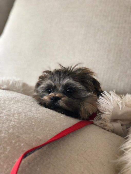 Client of the Month: Ari | Dog Training Now