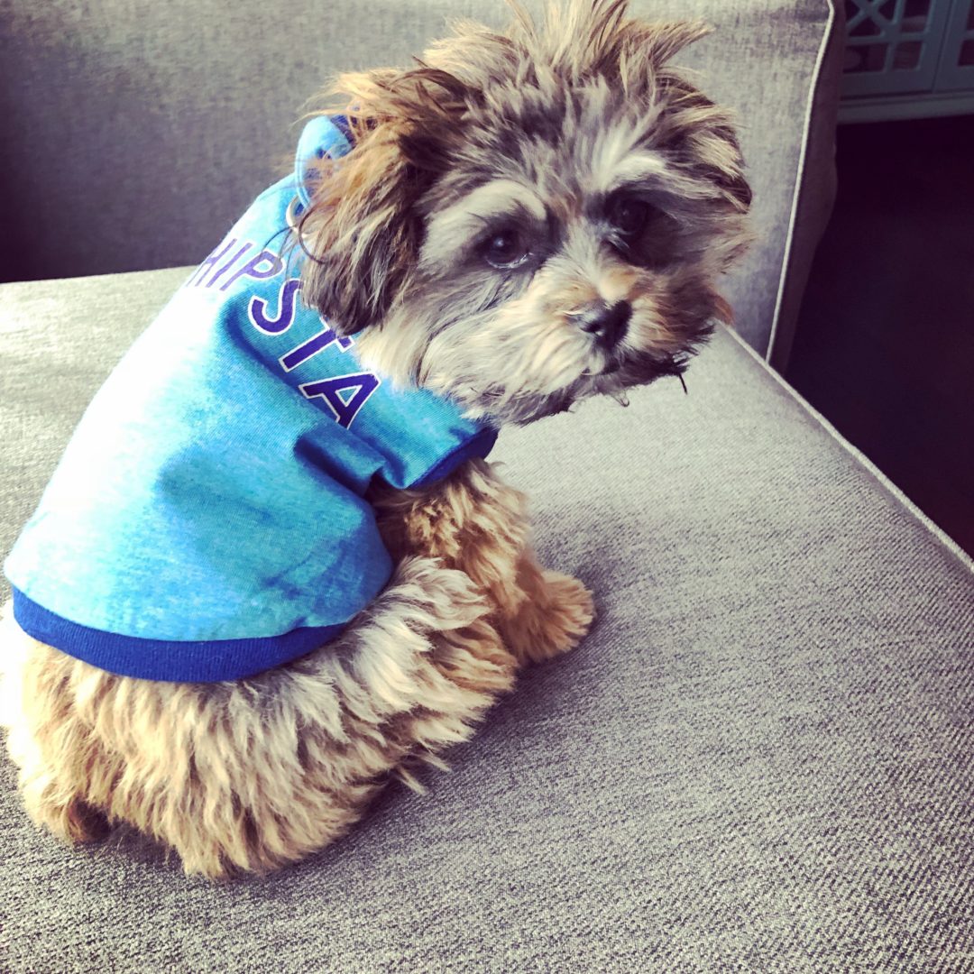 Client of the Month: Ari | Dog Training Now