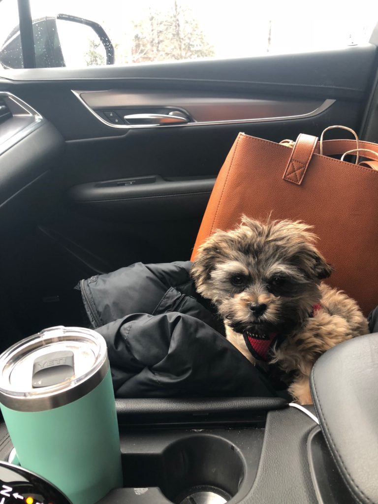 Client of the Month: Ari | Dog Training Now