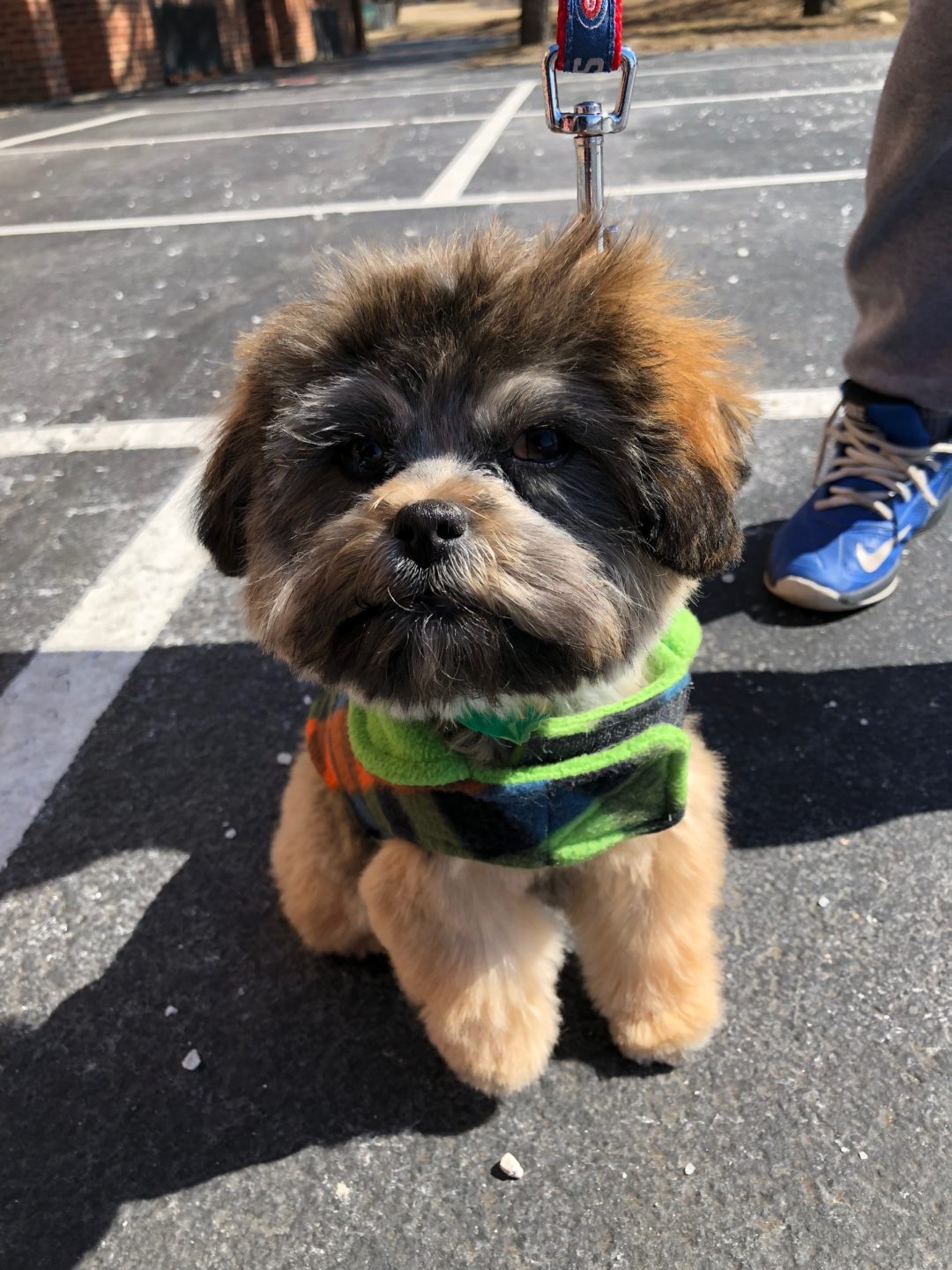 Client of the Month: Ari | Dog Training Now