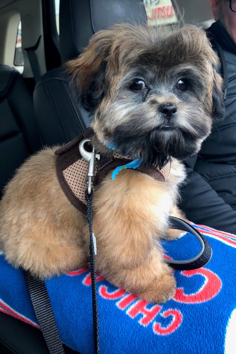 Client of the Month: Ari | Dog Training Now