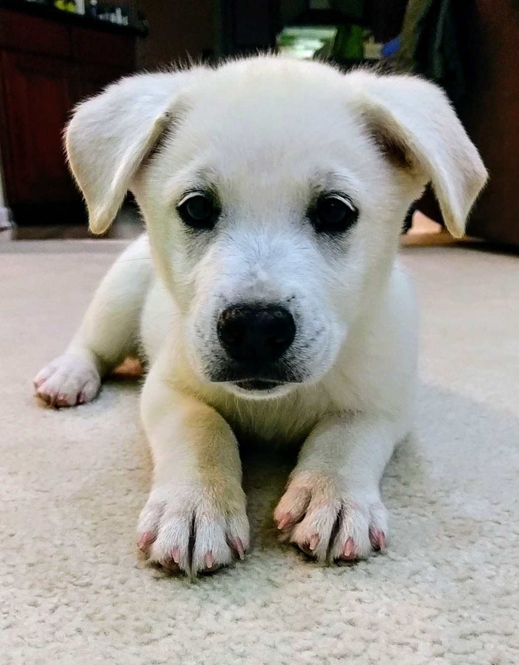 Client of the Month: Teddy | Dog Training Now