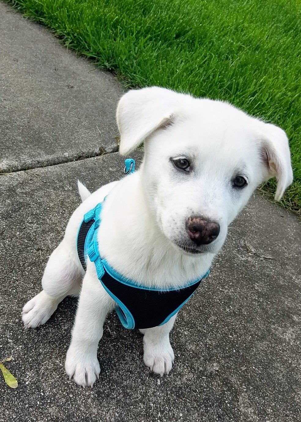 Client of the Month: Teddy | Dog Training Now