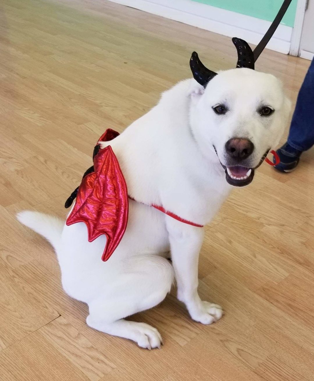 Client of the Month: Teddy | Dog Training Now