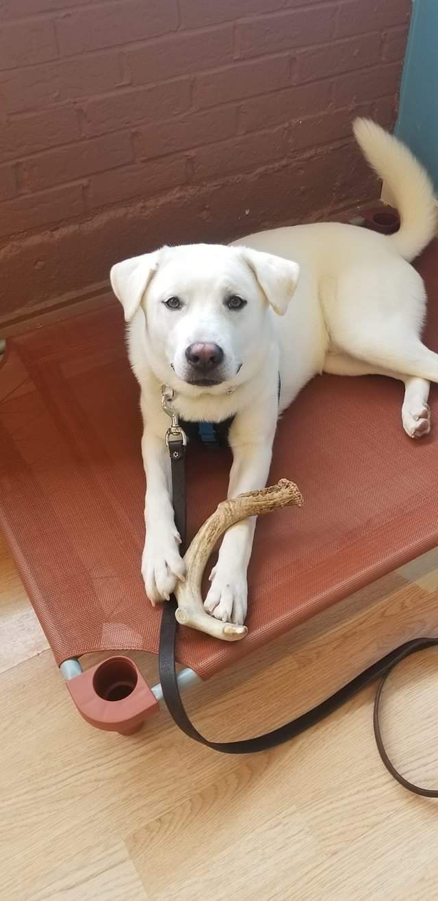 Client of the Month: Teddy | Dog Training Now