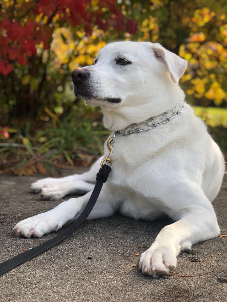 Client of the Month: Teddy | Dog Training Now