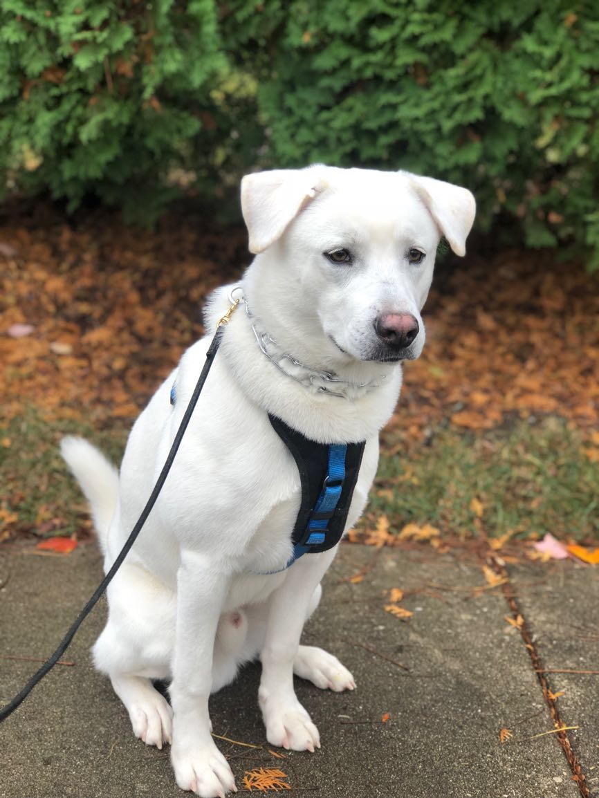 Client of the Month: Teddy | Dog Training Now